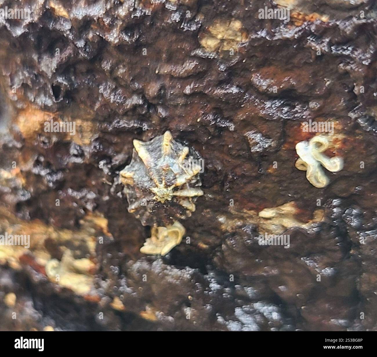 Siphonaria australis hi-res stock photography and images - Alamy