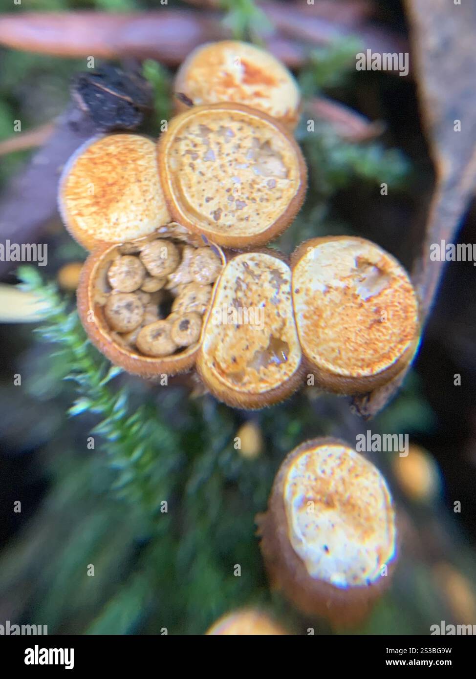 bird's nest fungi (Nidulariaceae Stock Photo - Alamy