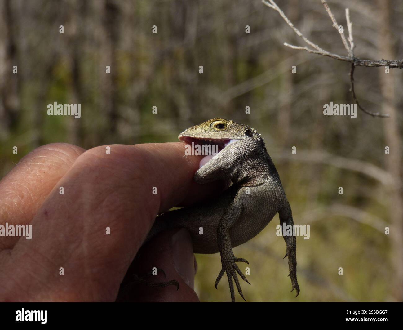 Nobbi Dragon (Diporiphora nobbi Stock Photo - Alamy