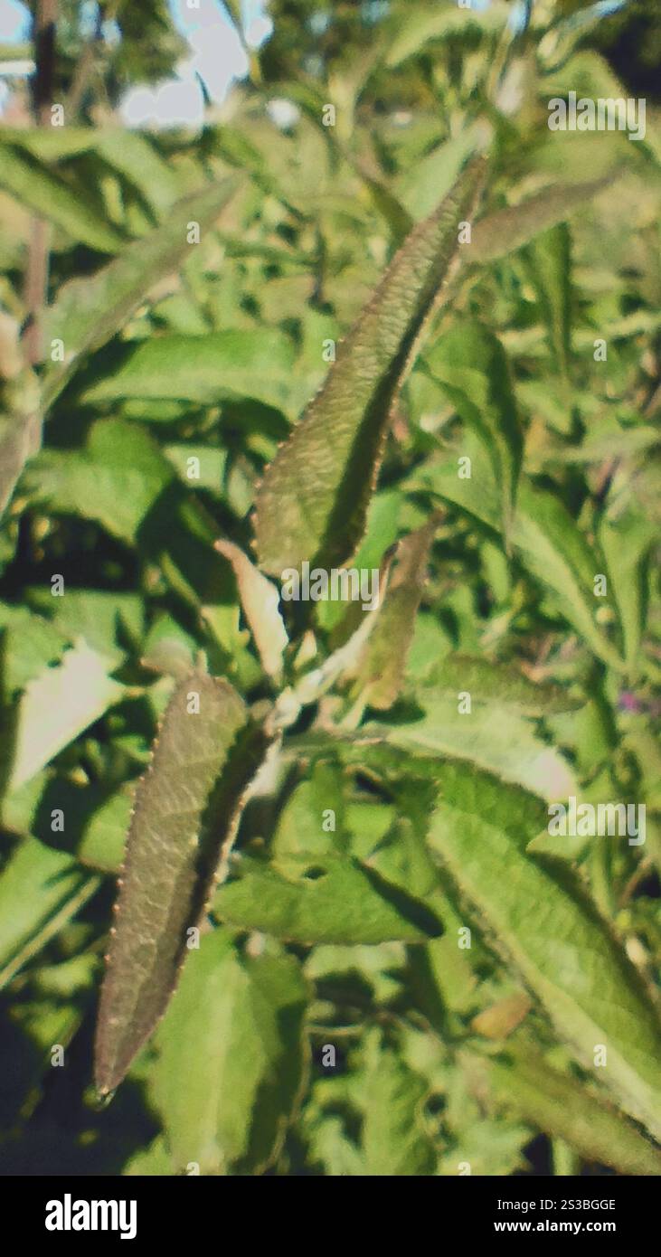 Whiteweed (Austroeupatorium inulifolium Stock Photo - Alamy