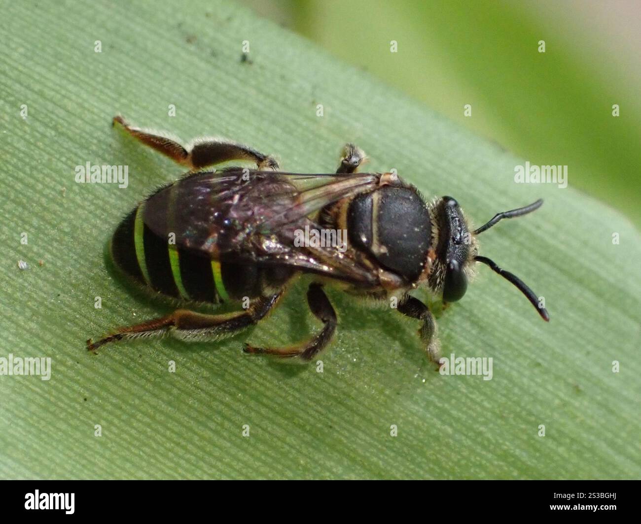 Iridescent Nomia (Nomia iridescens Stock Photo - Alamy