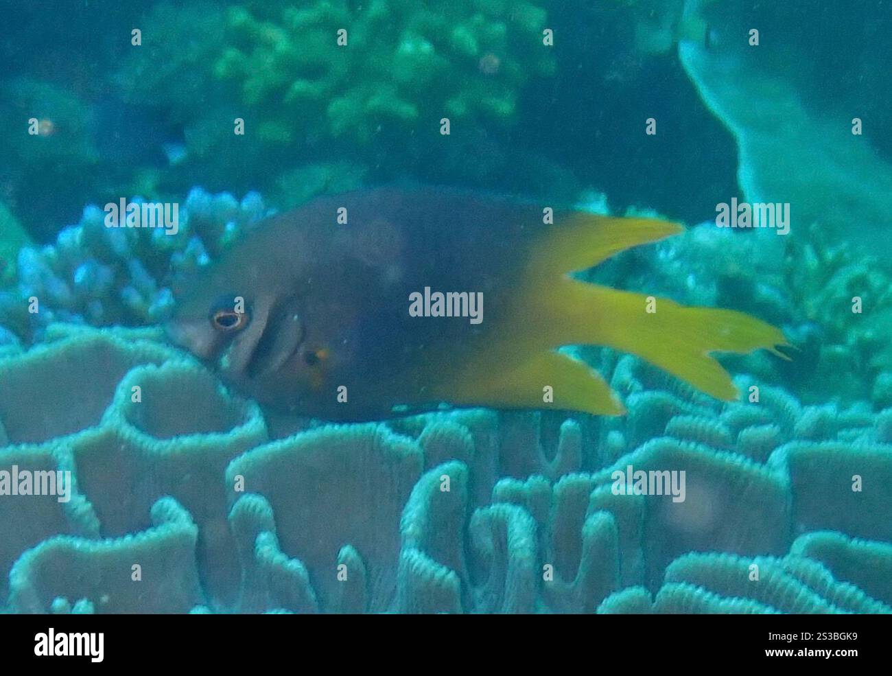 Indo-Pacific Yellowtail Damsel (Neoglyphidodon nigroris Stock Photo - Alamy