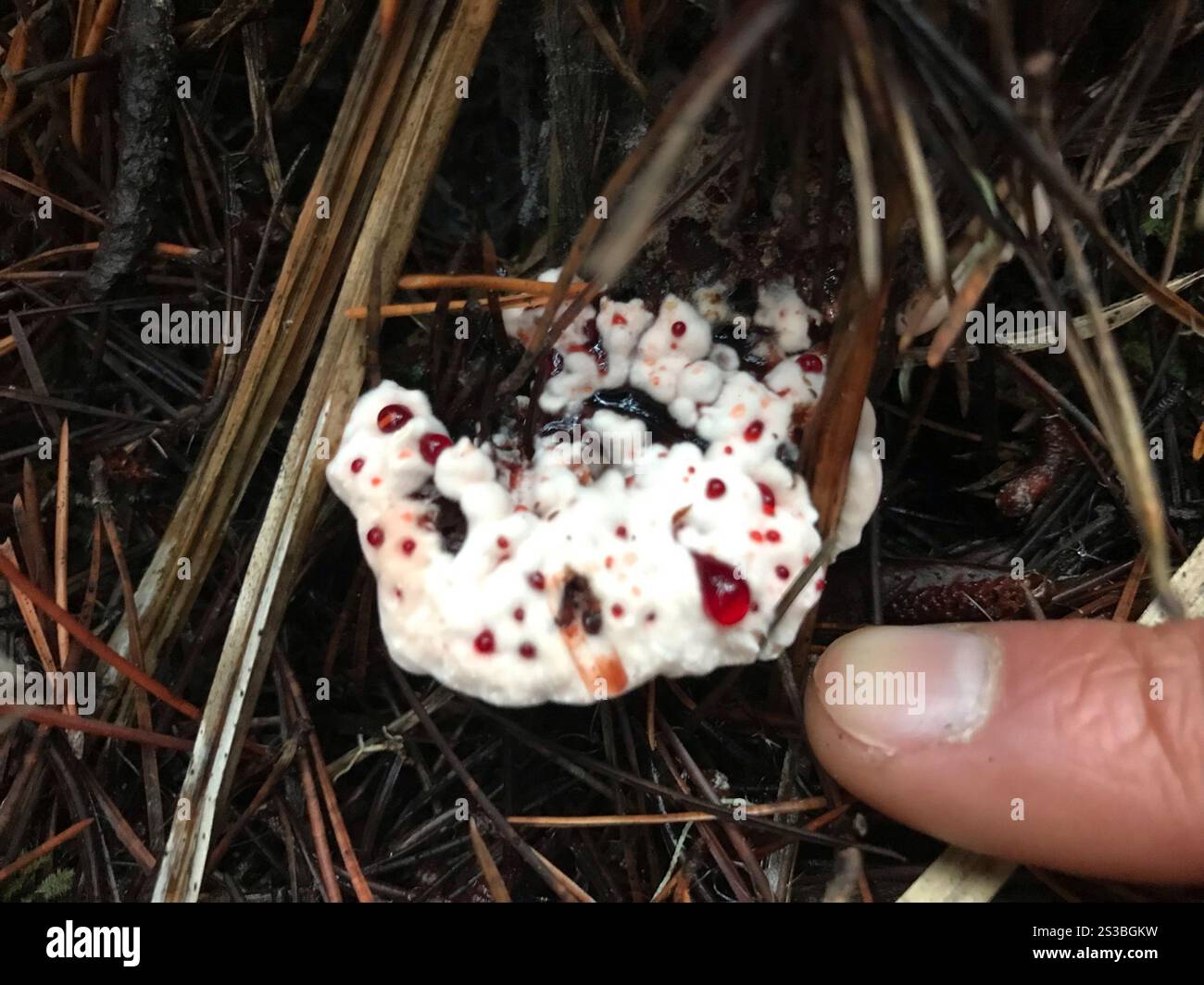 Red-juice Tooth (Hydnellum peckii Stock Photo - Alamy
