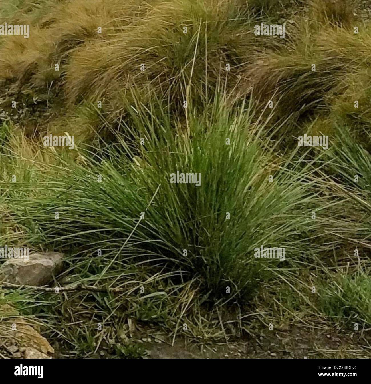 peruvian feather grass (Jarava ichu Stock Photo - Alamy