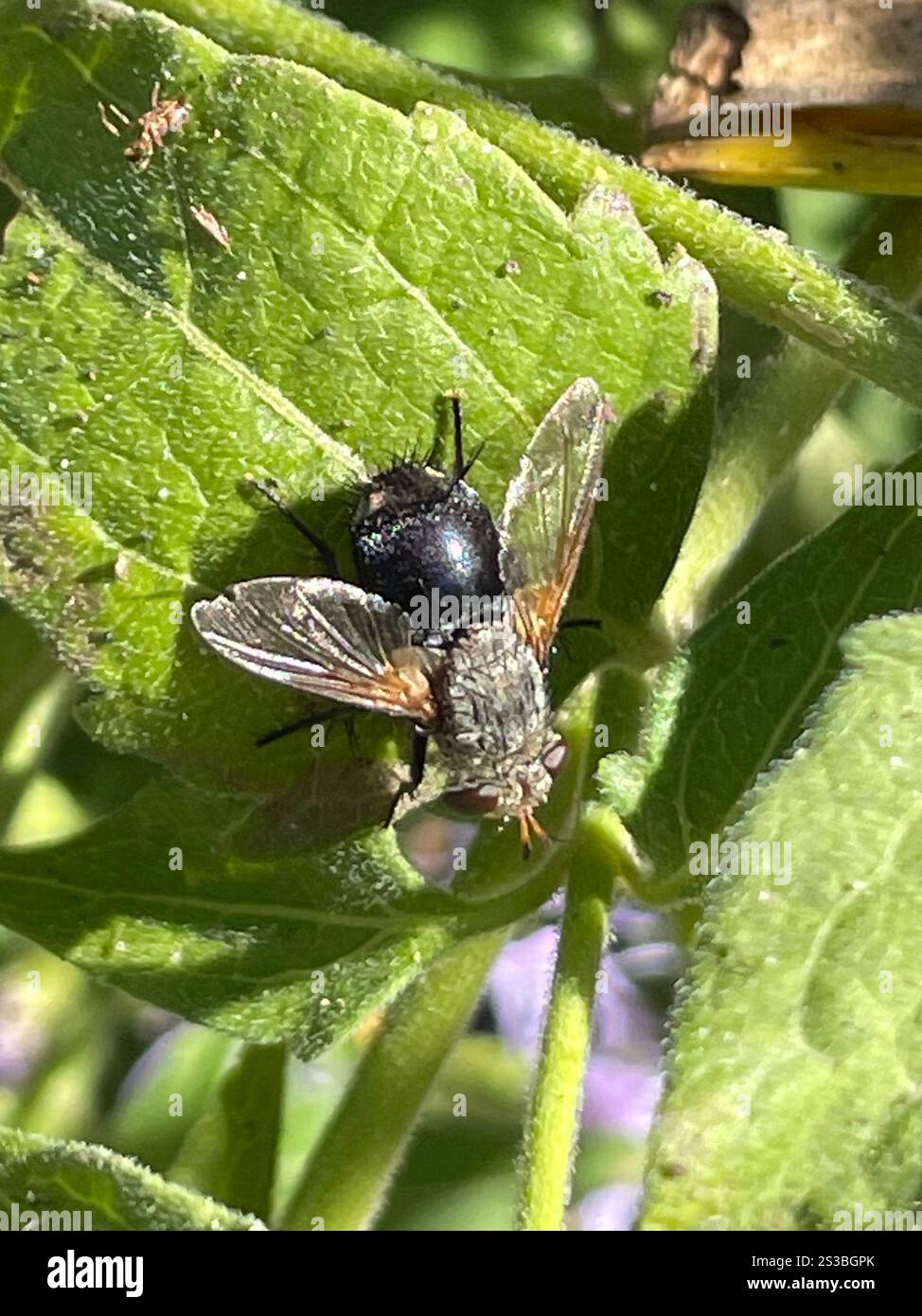 Hornworm Tachinid Fly (Archytas apicifer Stock Photo - Alamy