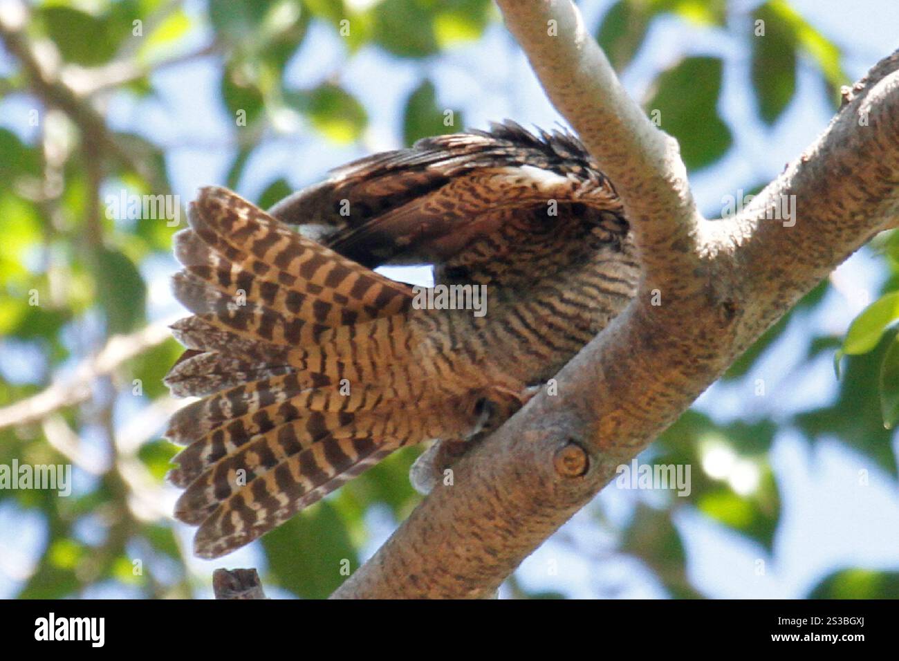 Lesser Nighthawk (Chordeiles acutipennis Stock Photo - Alamy
