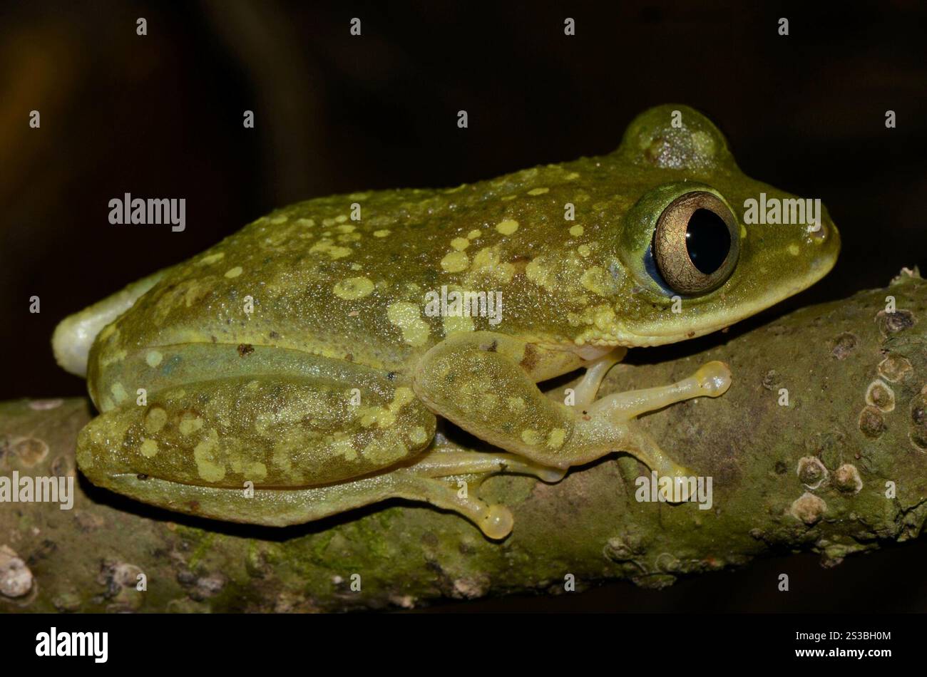 Seychelles Tree Frog (Tachycnemis seychellensis Stock Photo - Alamy