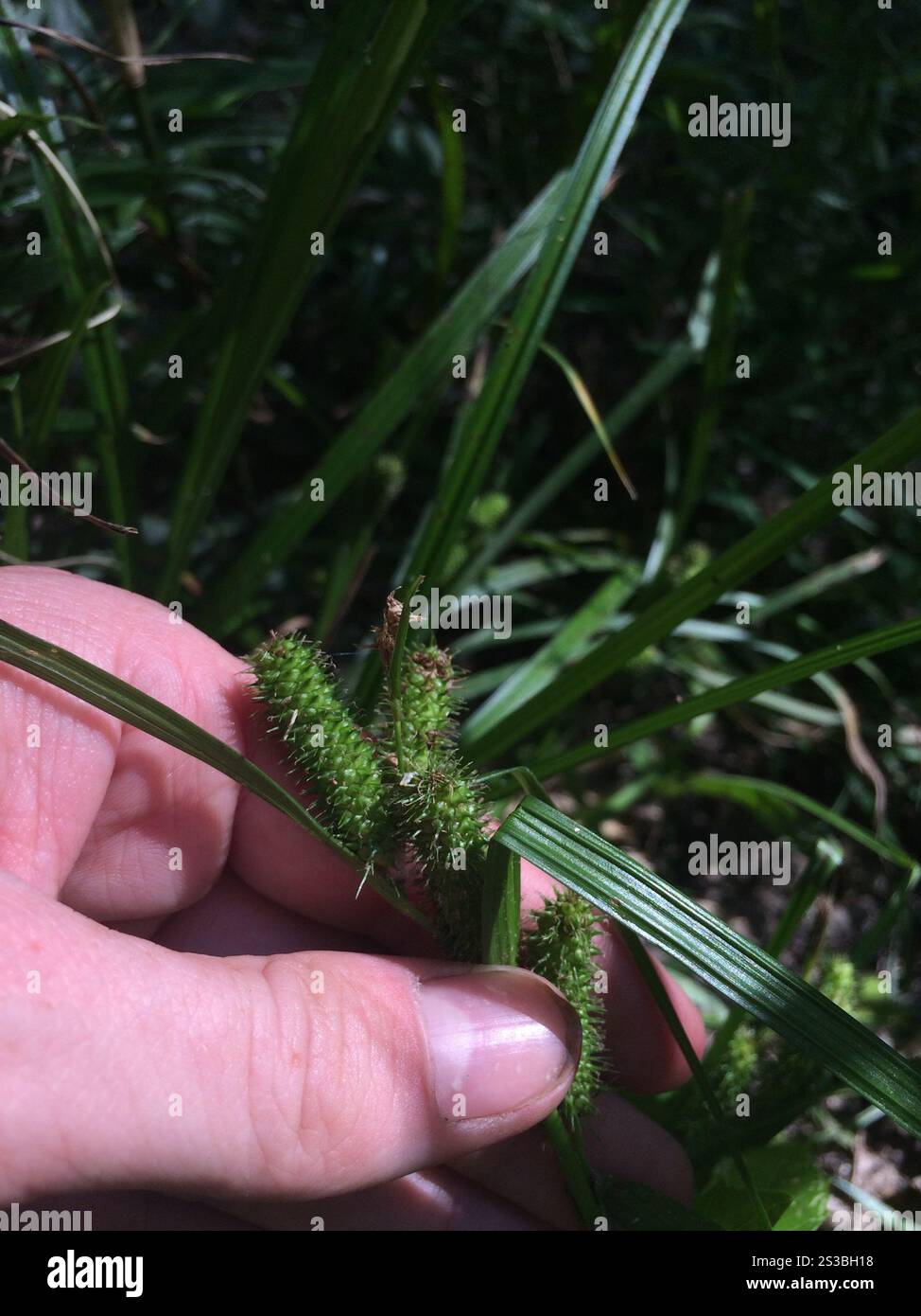 golden cattail sedge (Carex aureolensis Stock Photo - Alamy