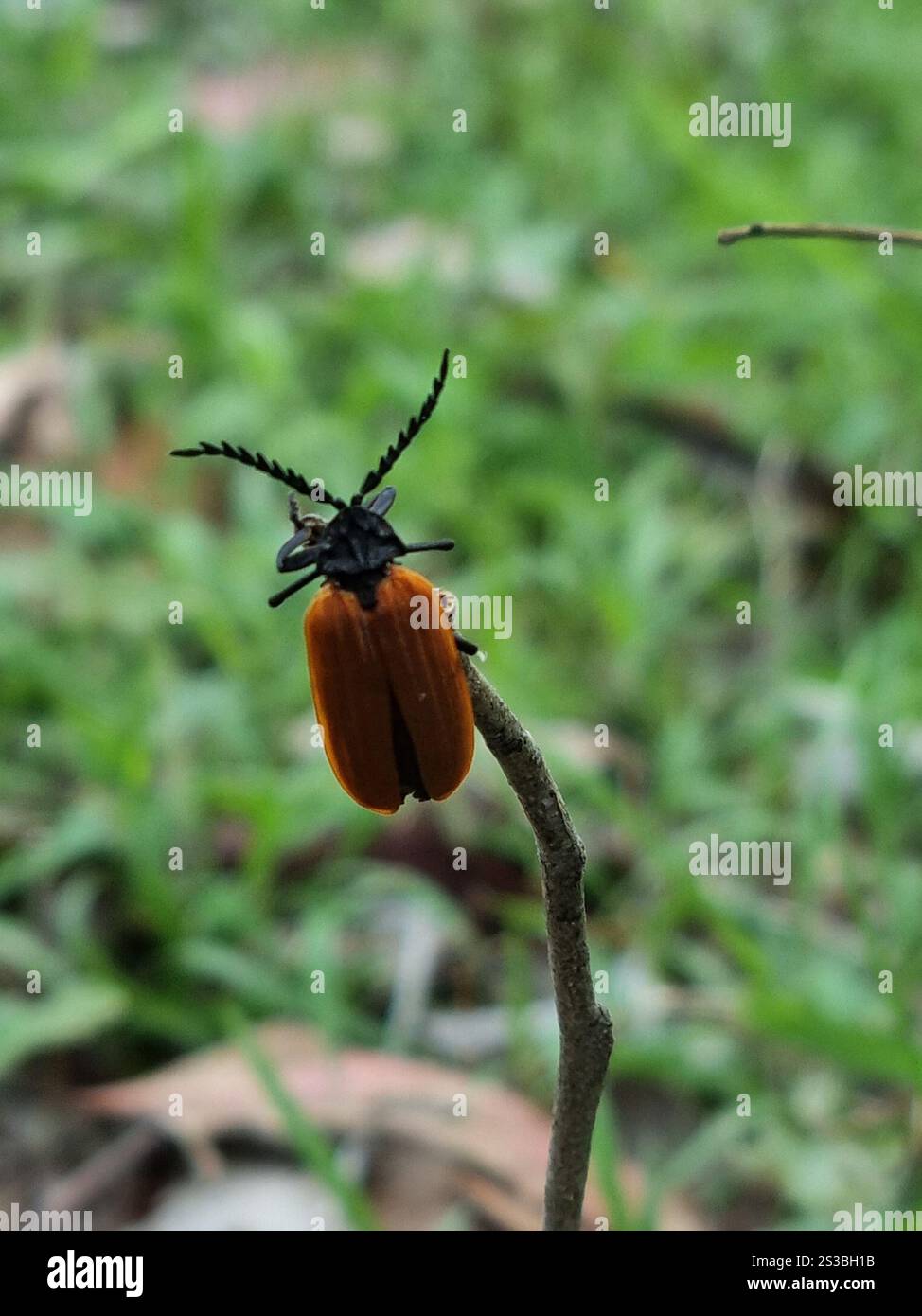 Long-nosed Lycid Beetle (Porrostoma rhipidium Stock Photo - Alamy