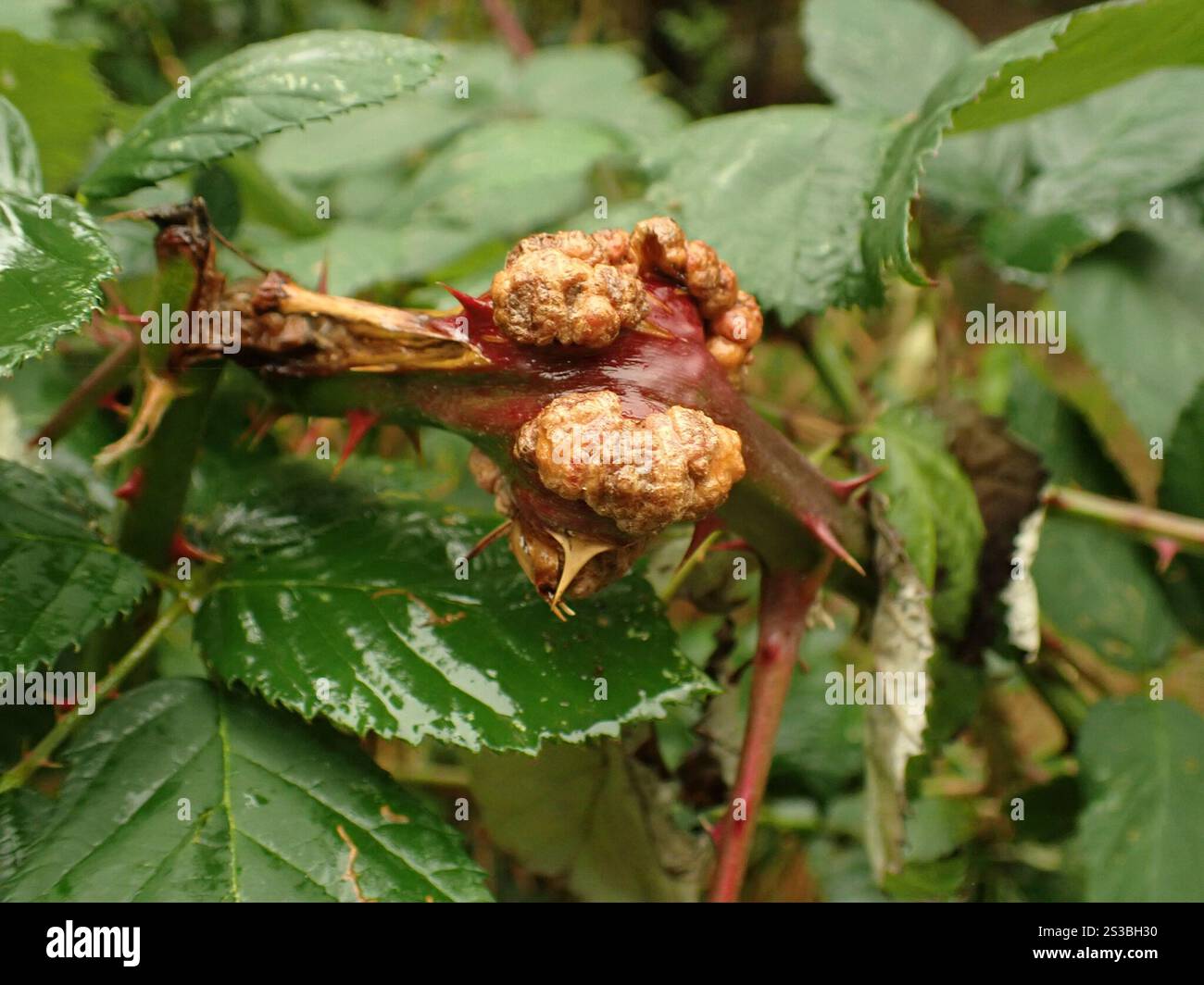 bacterial crown gall (Agrobacterium radiobacter Stock Photo - Alamy