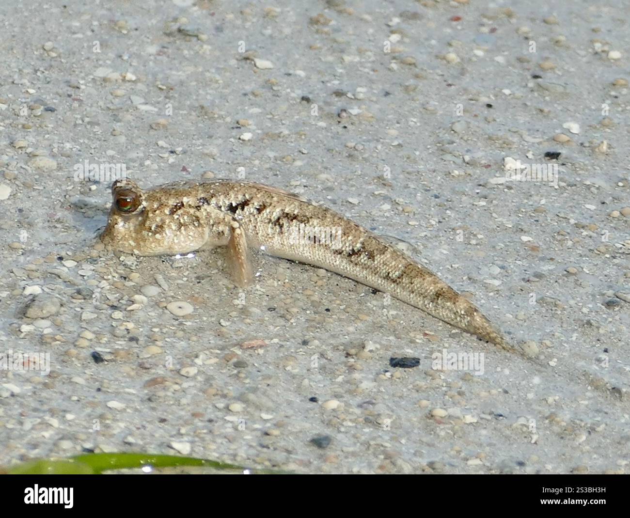 Barred Mudskipper (Periophthalmus argentilineatus Stock Photo - Alamy