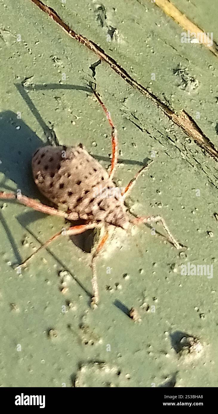 Giant Willow Aphid (Tuberolachnus salignus Stock Photo - Alamy