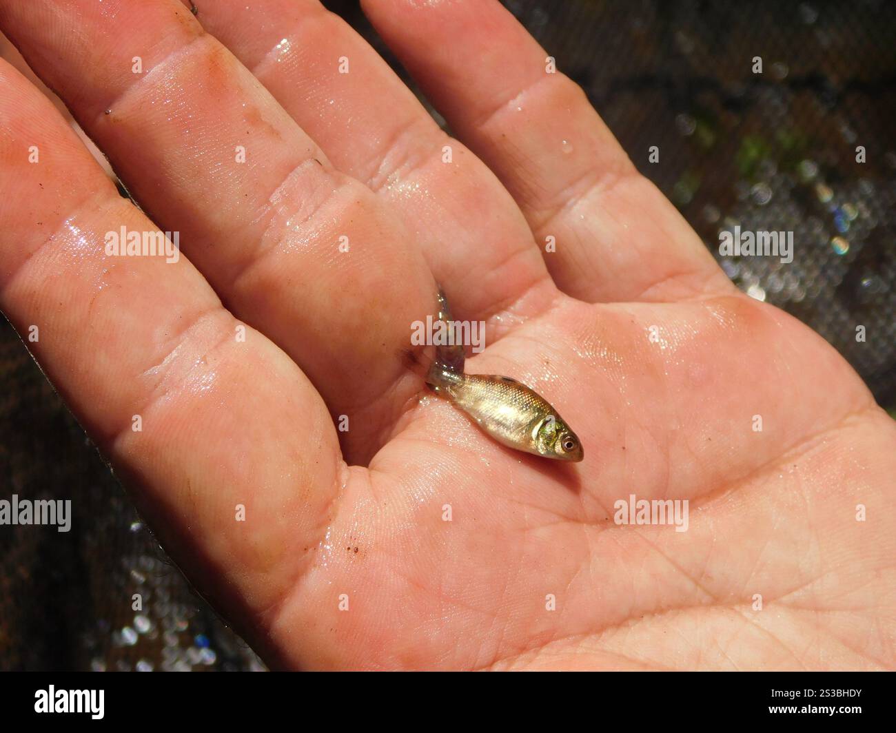 Streaked Prochilod (Prochilodus lineatus Stock Photo - Alamy