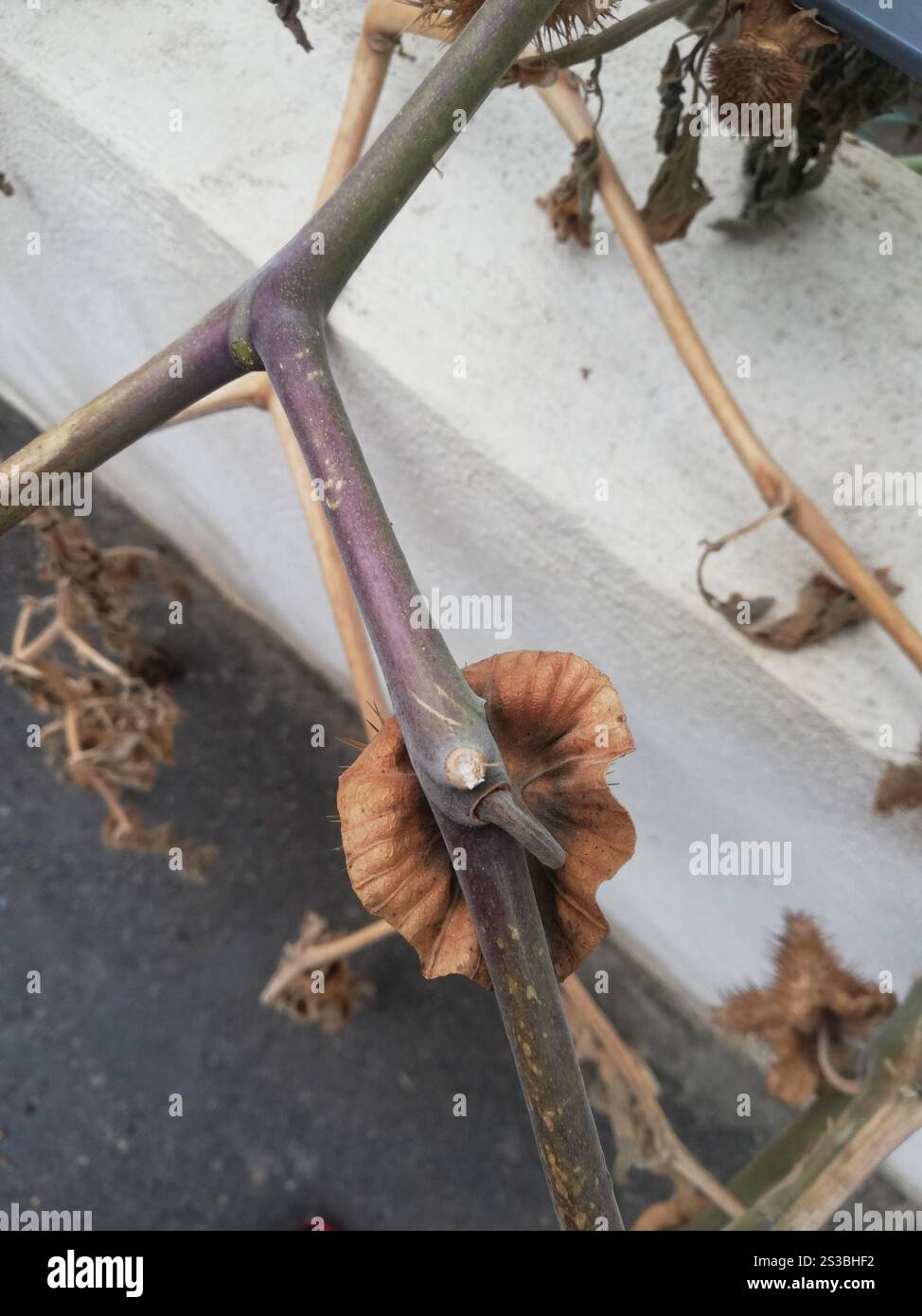 Devil's Trumpets (Datura Stock Photo - Alamy