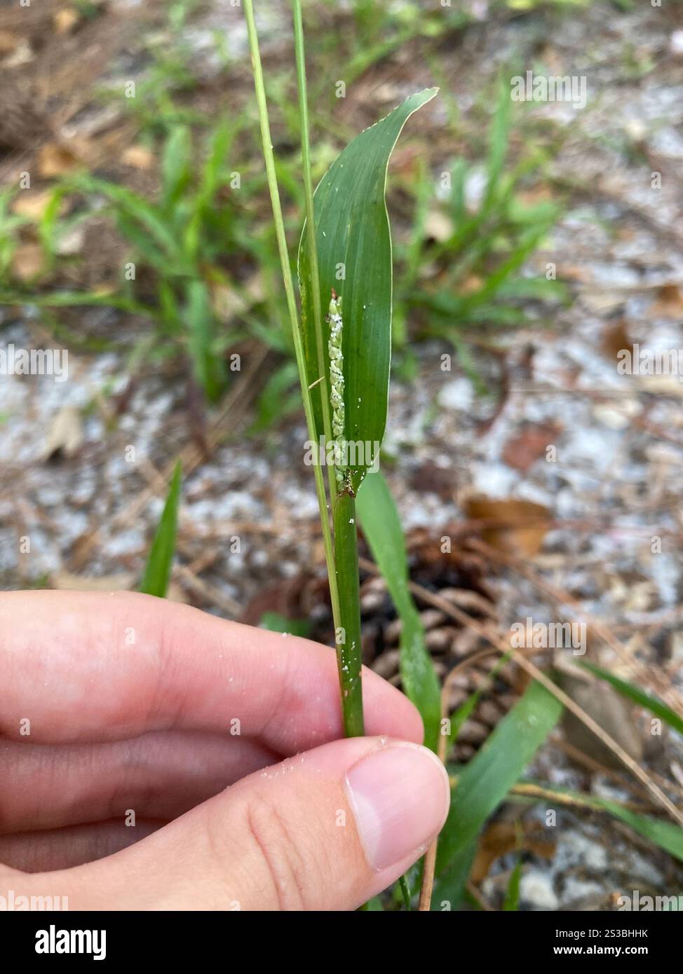 Thin Paspalum (Paspalum setaceum Stock Photo - Alamy