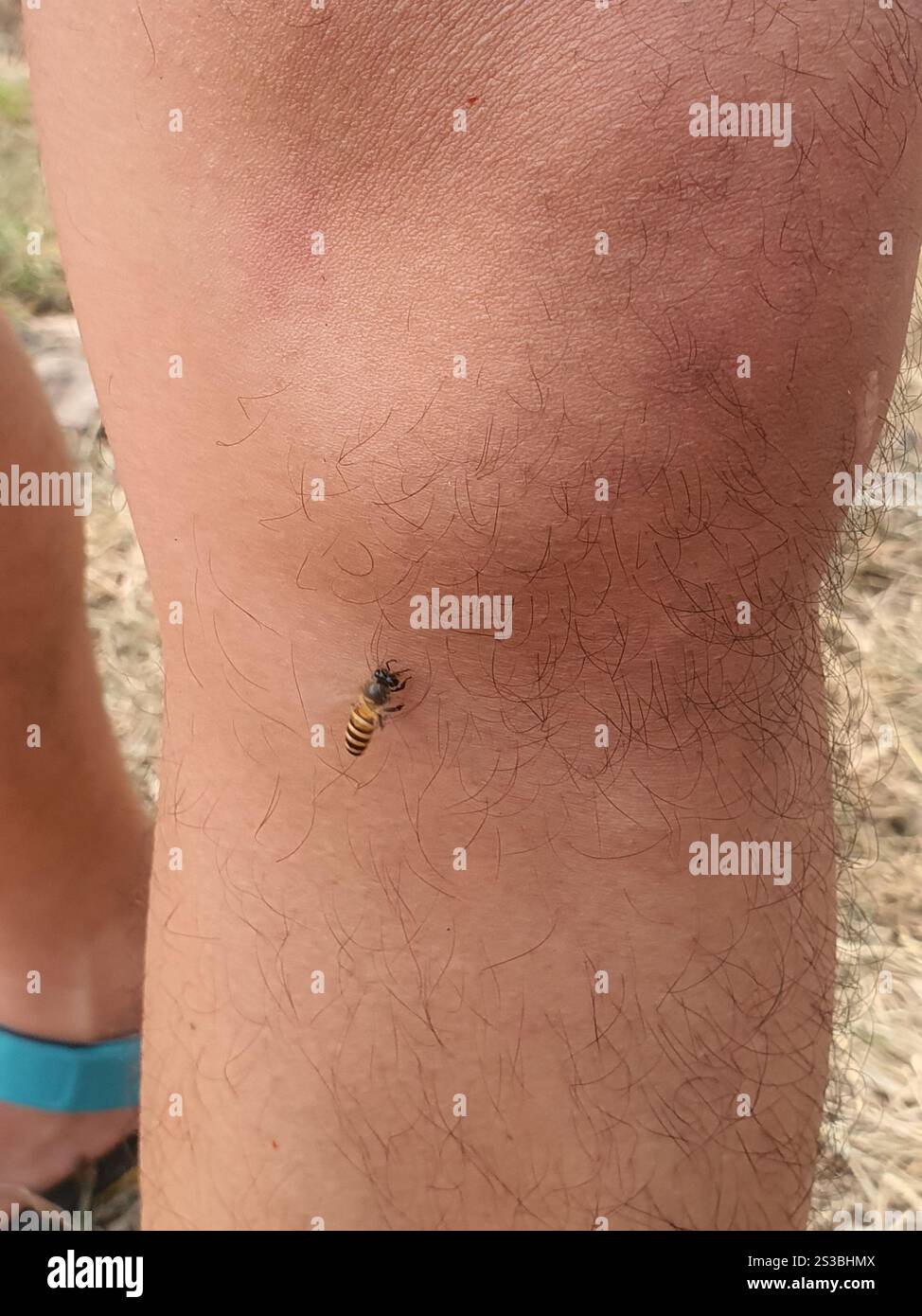 Asian Honey Bee (Apis cerana Stock Photo - Alamy