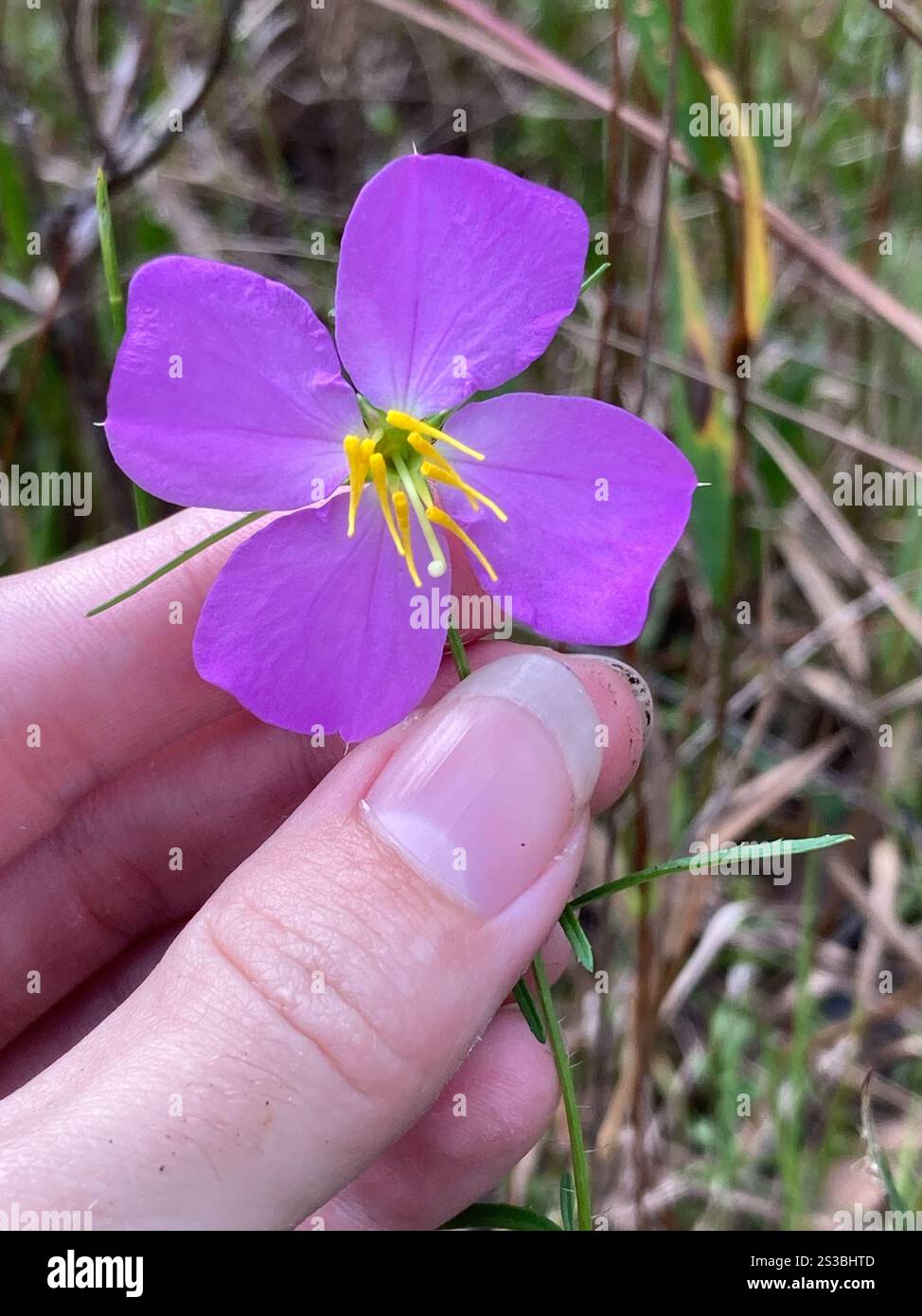 West Indian meadowbeauty (Rhexia cubensis Stock Photo - Alamy