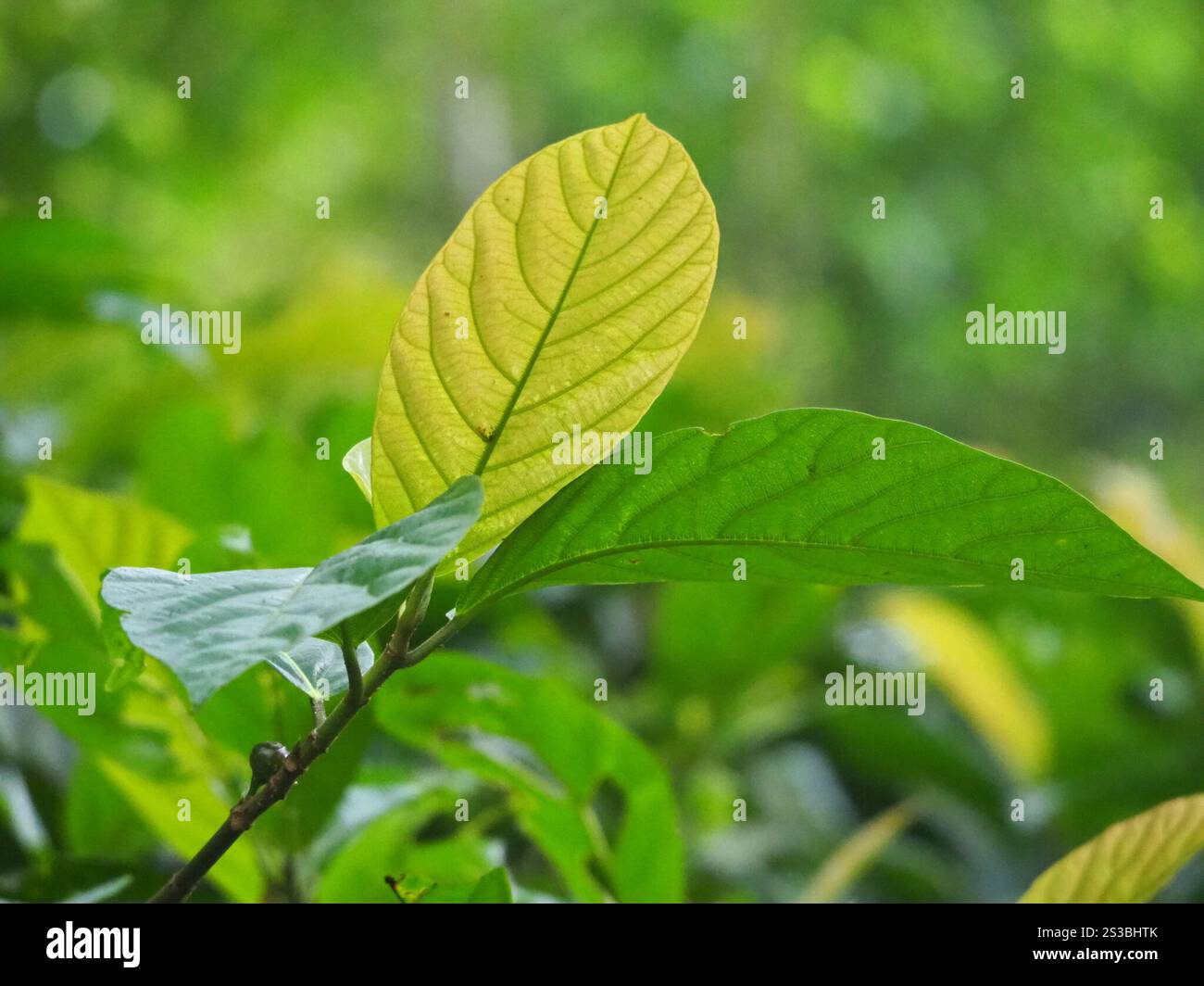 Milk Tree (Ficus benguetensis Stock Photo - Alamy