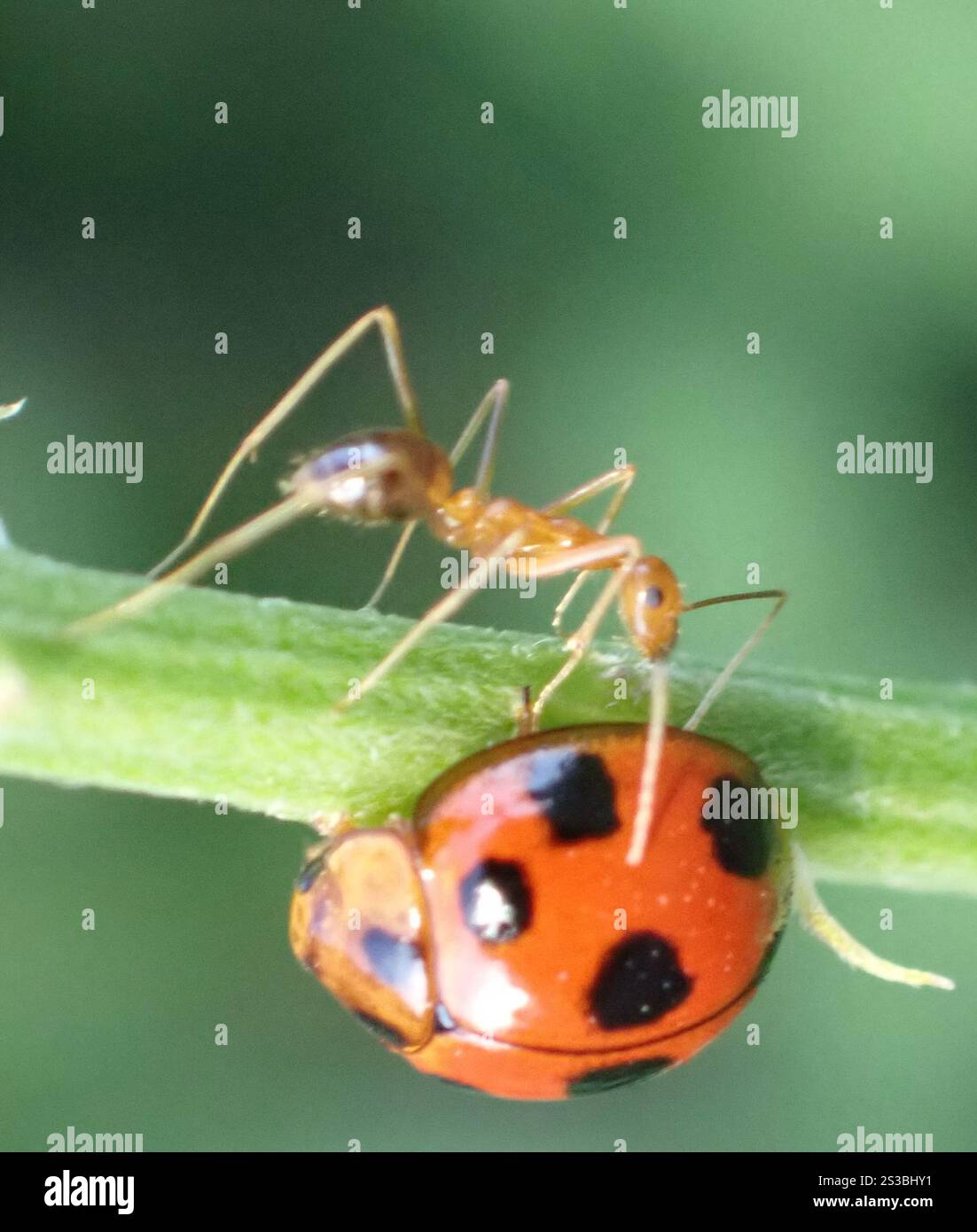 Yellow Crazy Ant (Anoplolepis gracilipes Stock Photo - Alamy
