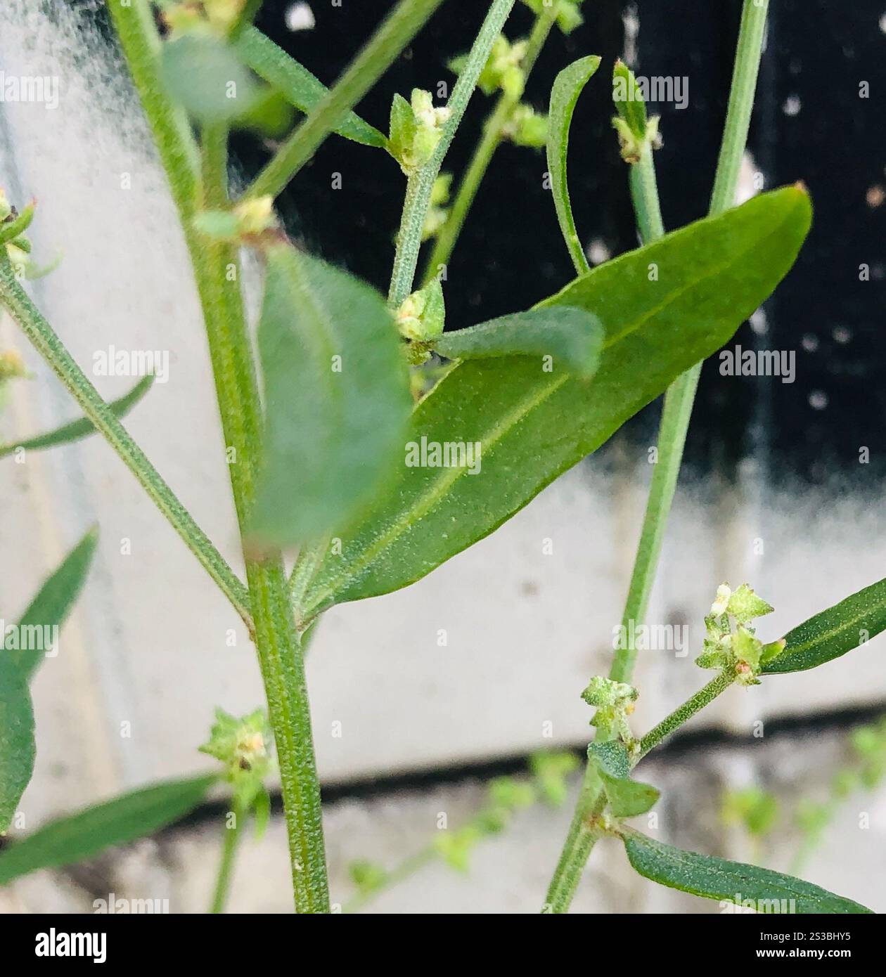 Common Orache (Atriplex patula Stock Photo - Alamy