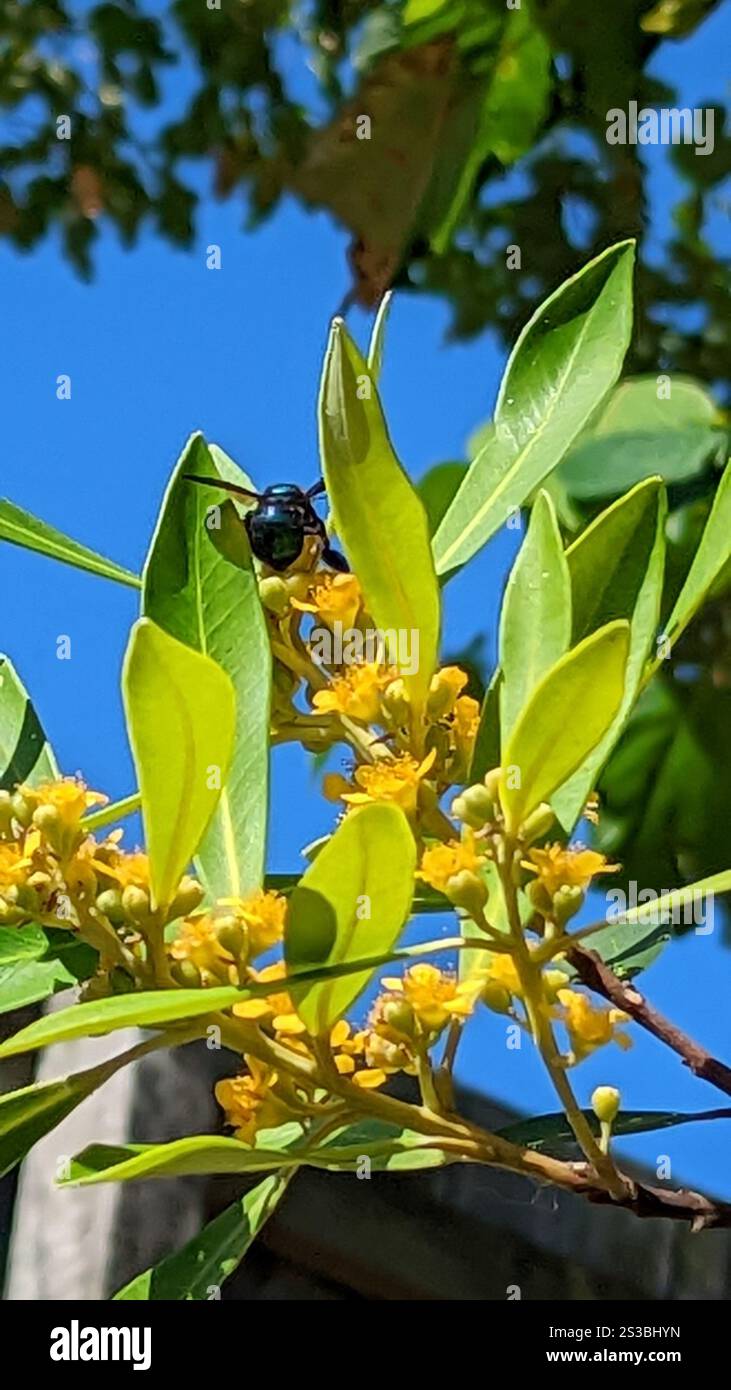 Peacock carpenter bee hi-res stock photography and images - Alamy