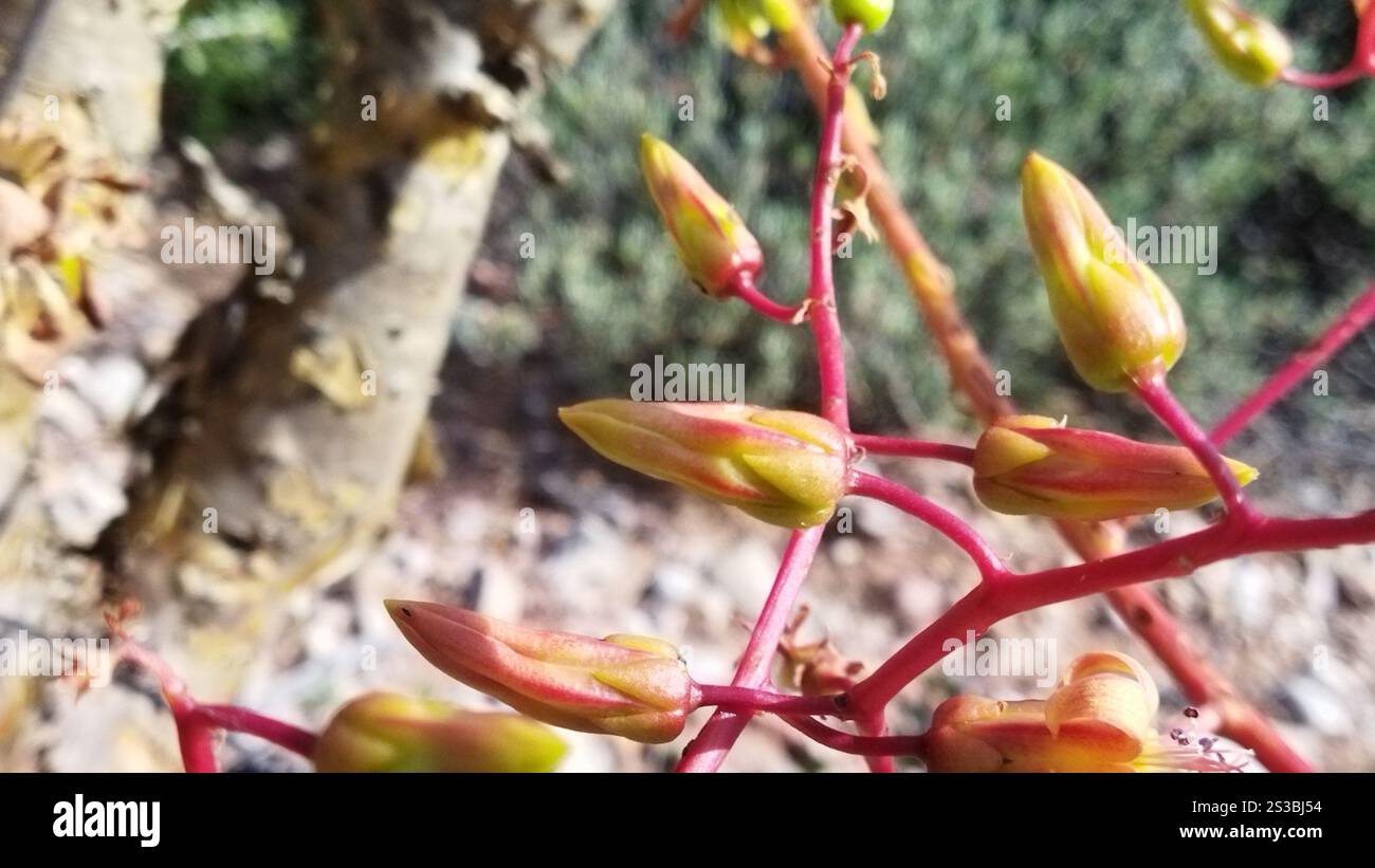 Botterboom (Tylecodon paniculatus Stock Photo - Alamy
