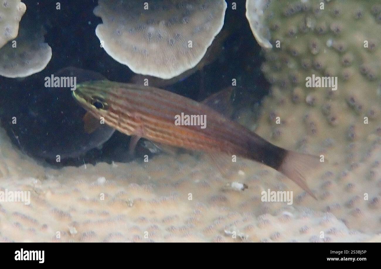Wolf Cardinalfish (Cheilodipterus artus Stock Photo - Alamy