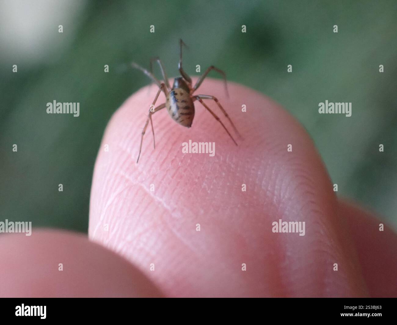 Sheetweb and Dwarf Weavers (Linyphiidae Stock Photo - Alamy