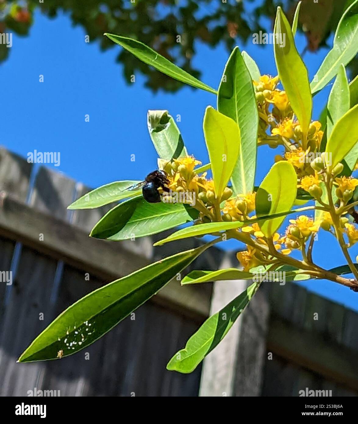 Peacock carpenter bee hi-res stock photography and images - Alamy