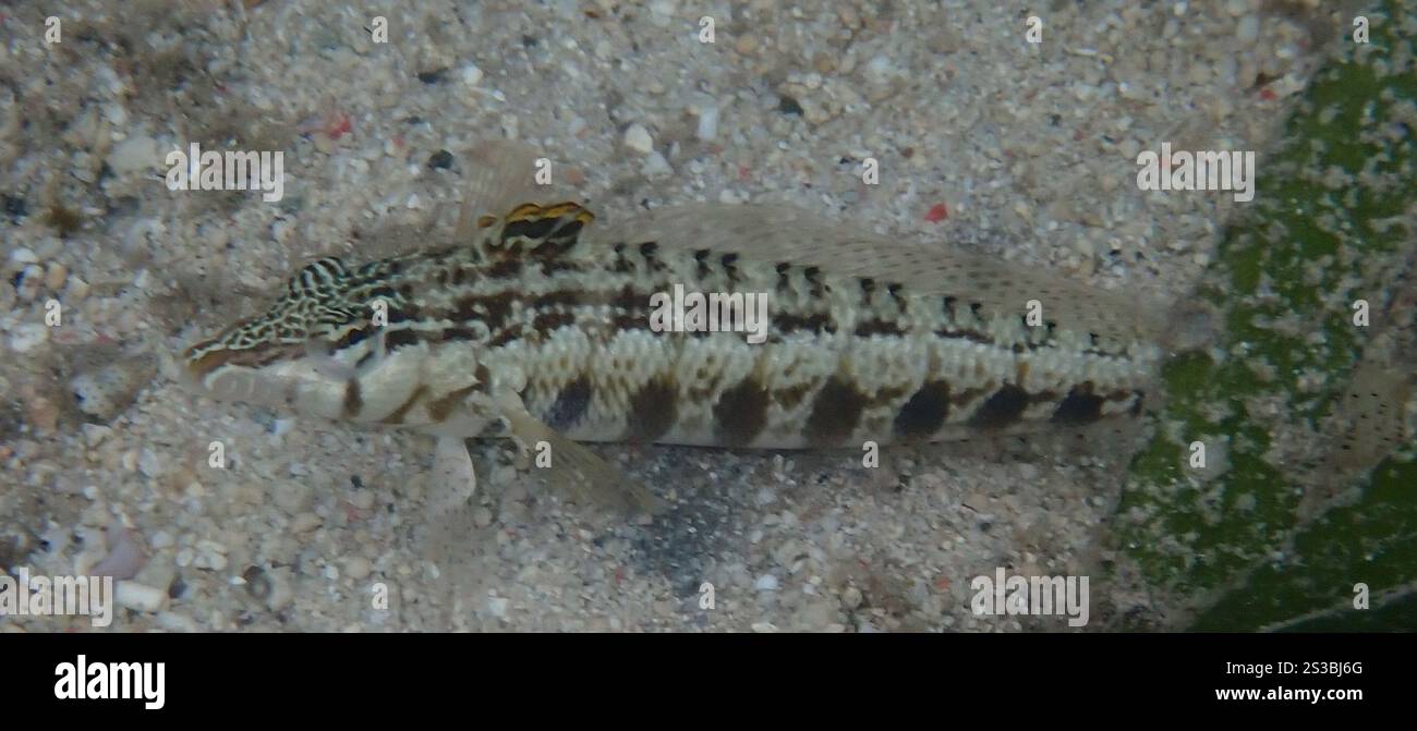 Sharpnose Sandperch (Parapercis cylindrica Stock Photo - Alamy