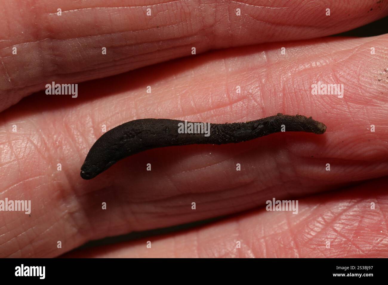 Earth Tongues (Geoglossum Stock Photo - Alamy