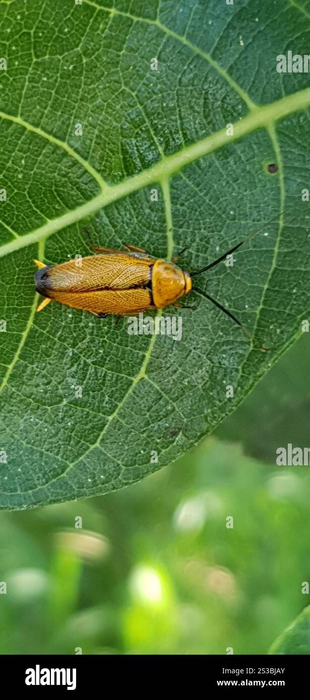 bush cockroach (Ellipsidion humerale Stock Photo - Alamy