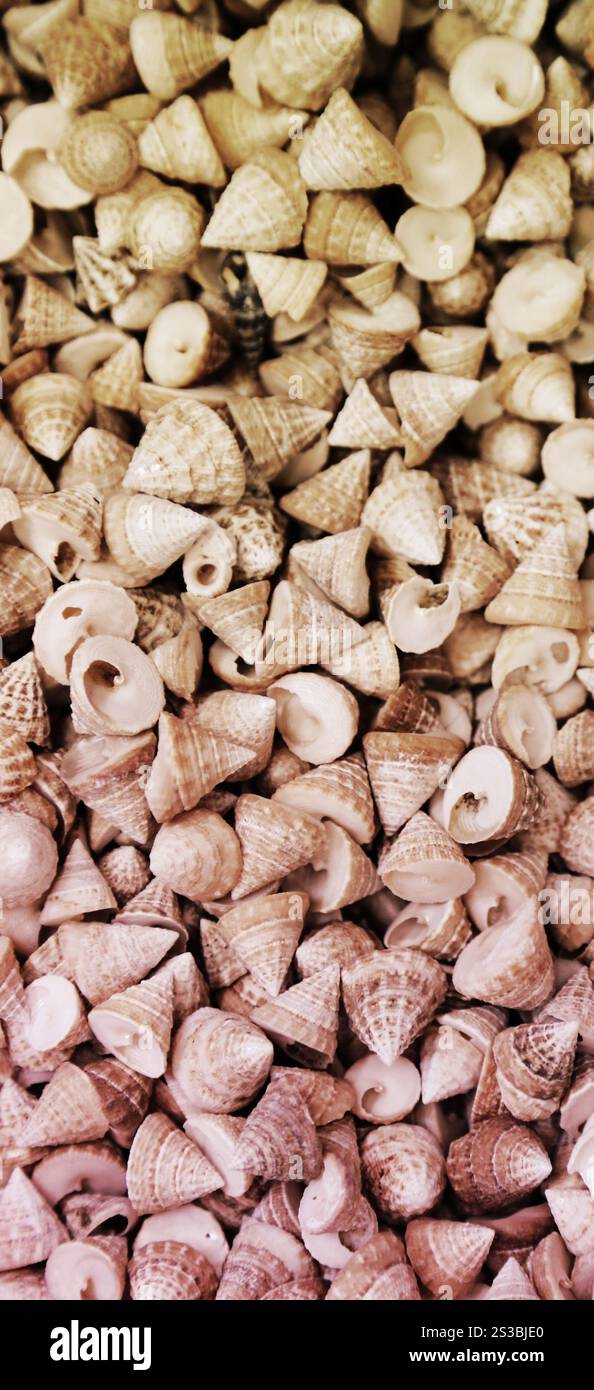 Shell beach seashells hi-res stock photography and images - Alamy