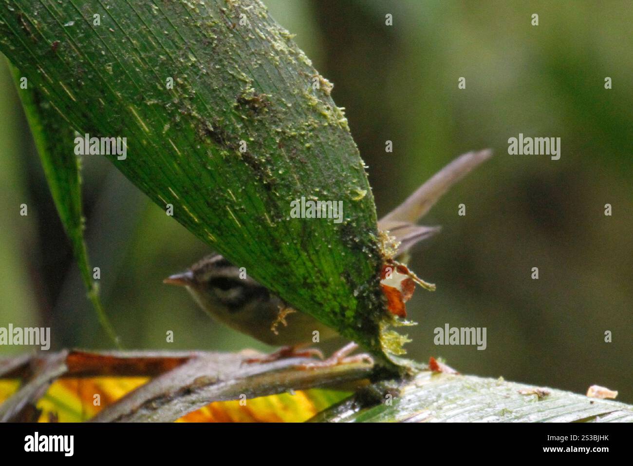 Costa Rican Warbler (Basileuterus melanotis Stock Photo - Alamy