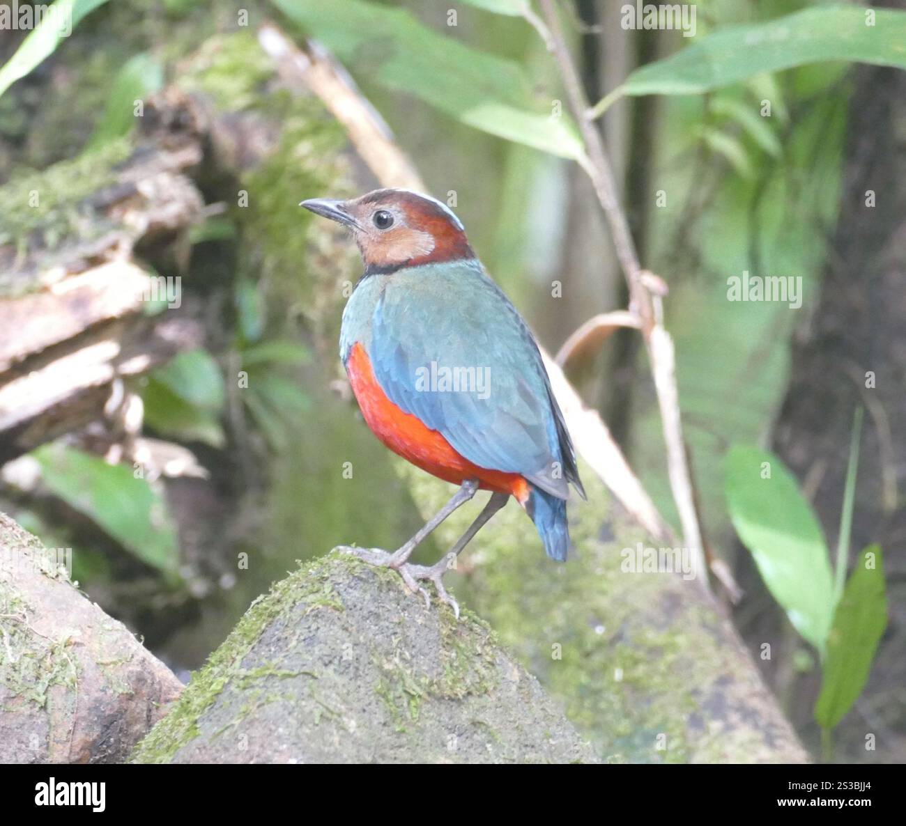 Sulawesi Pitta (Erythropitta celebensis Stock Photo - Alamy
