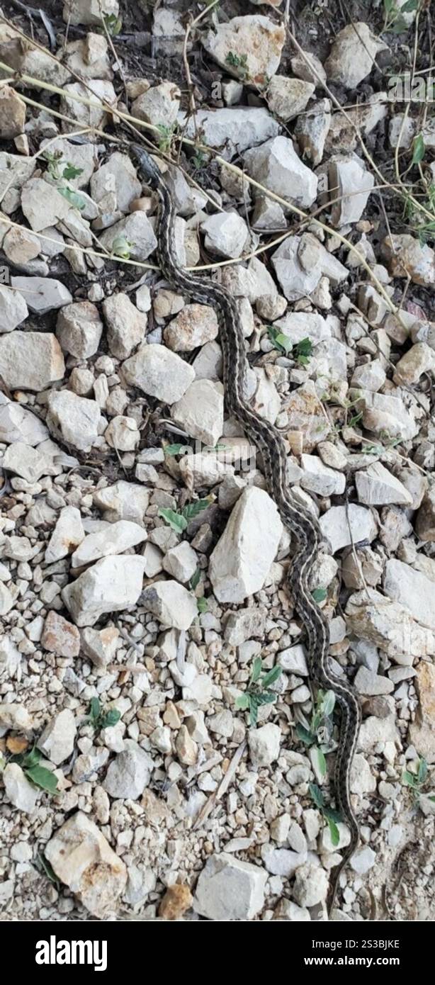 Checkered Garter Snake (Thamnophis marcianus Stock Photo - Alamy
