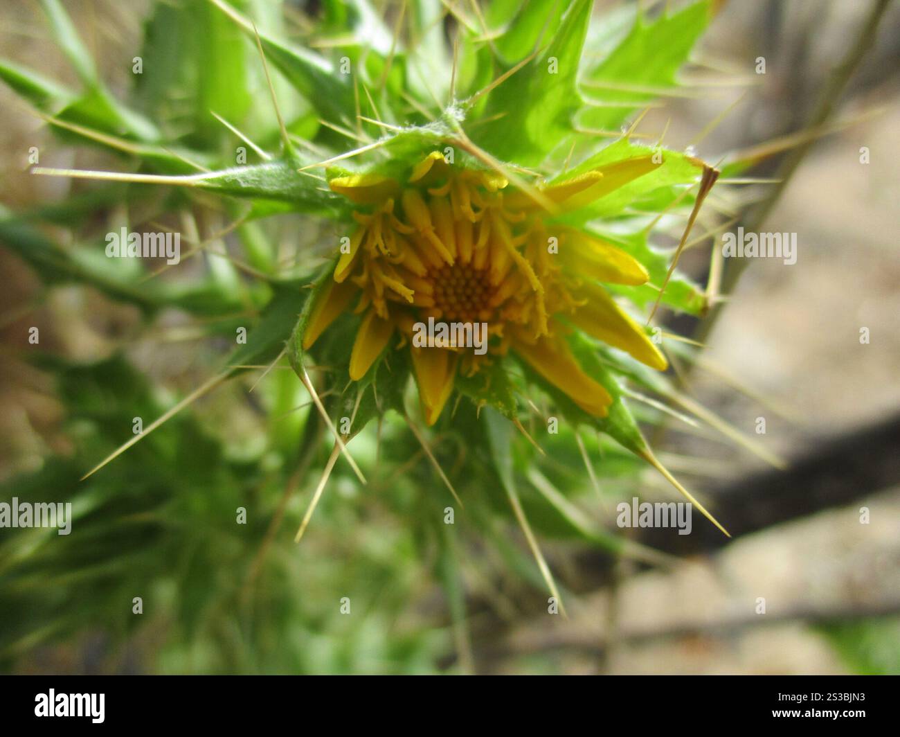 Horrid African Thistle (Berkheya spinosissima Stock Photo - Alamy
