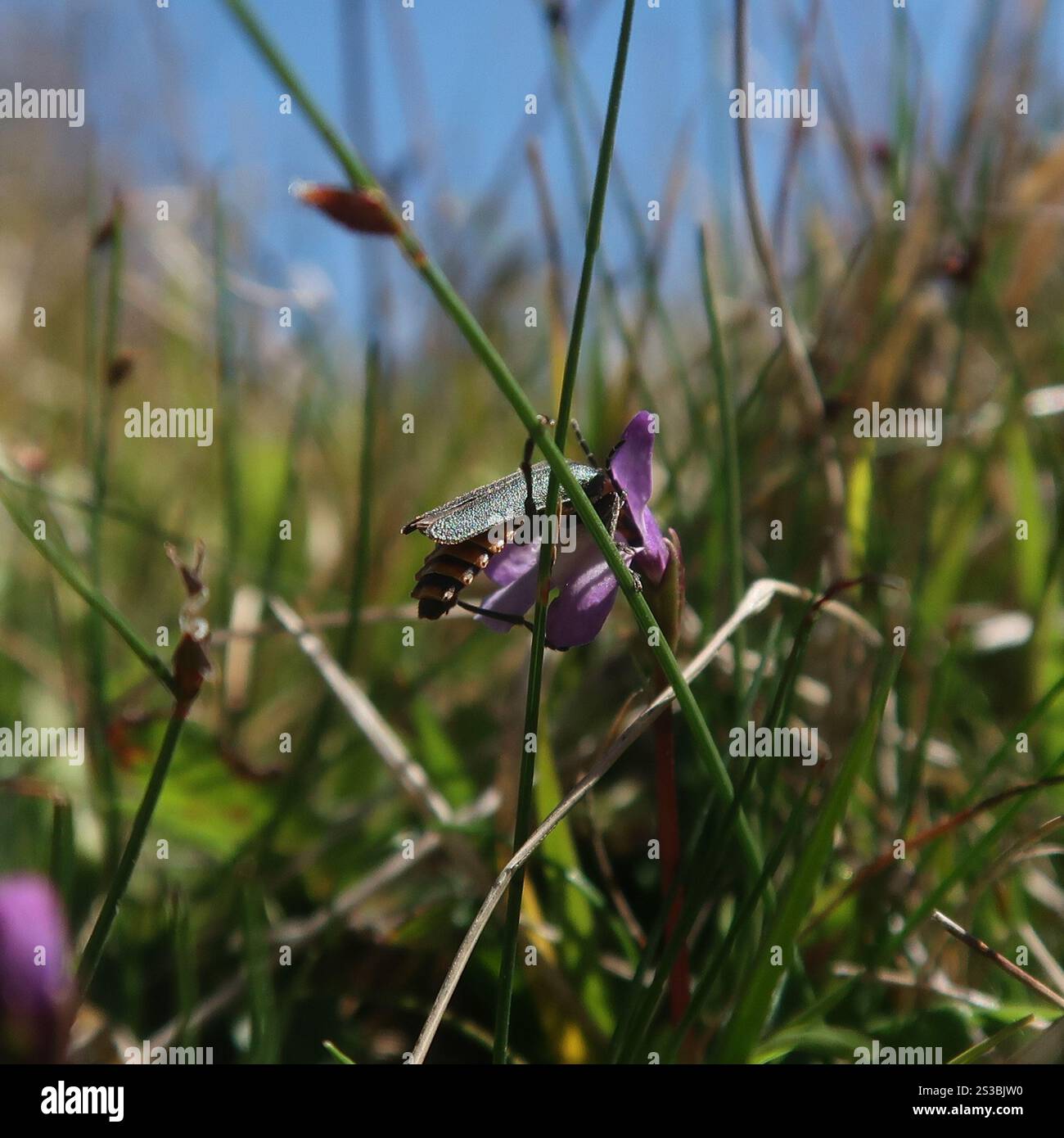 Plague Soldier Beetle (Chauliognathus lugubris Stock Photo - Alamy