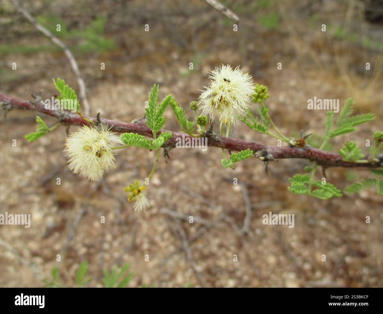 Red Umbrella Thorn (Vachellia reficiens reficiens Stock Photo - Alamy