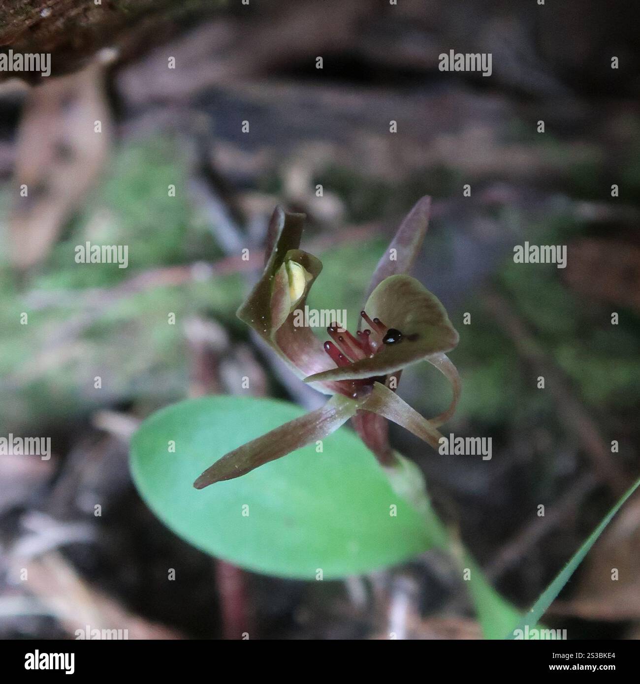 three-horned bird orchid (Chiloglottis triceratops Stock Photo - Alamy