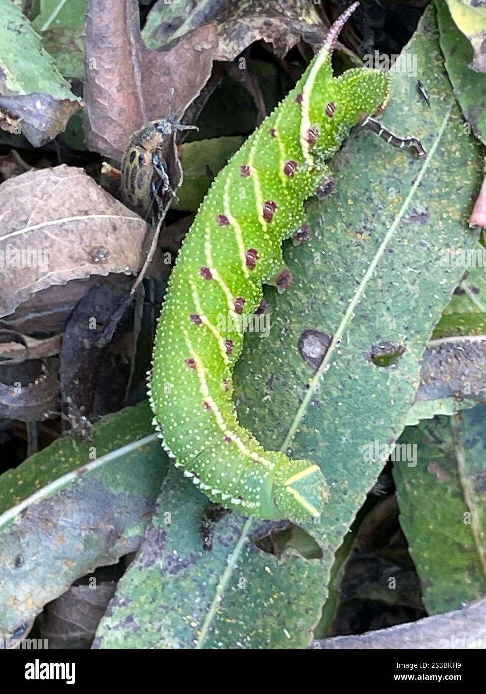 Twin-spotted Sphinx (Smerinthus jamaicensis Stock Photo - Alamy