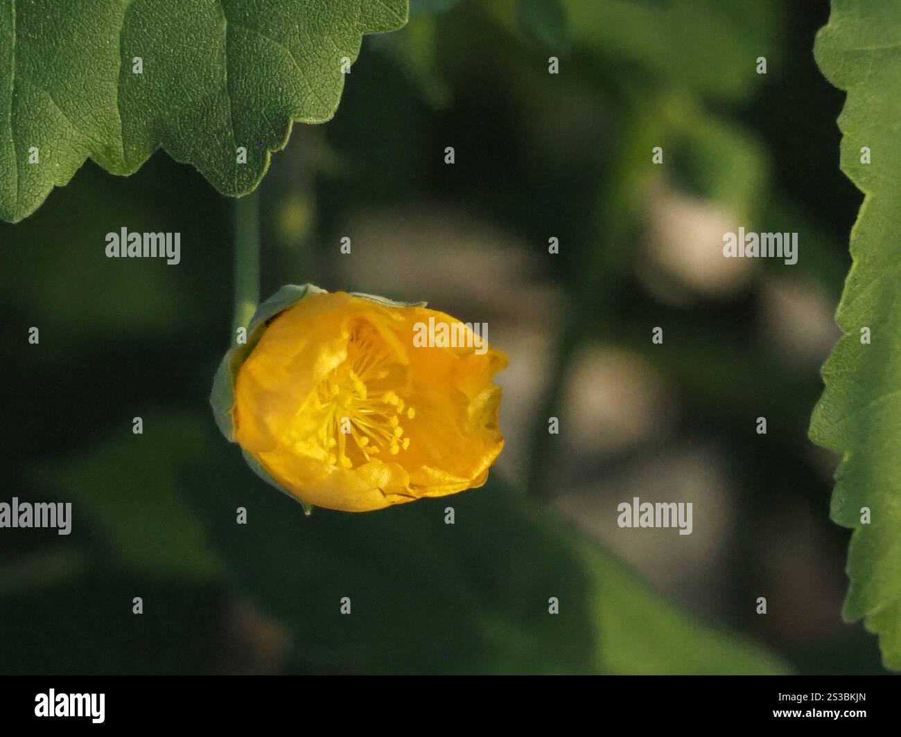 Indian Mallow (Abutilon indicum Stock Photo - Alamy