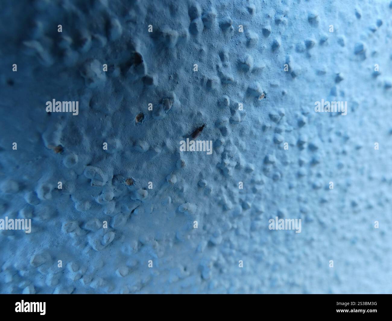 Minute Black Scavenger Flies (Scatopsidae Stock Photo - Alamy