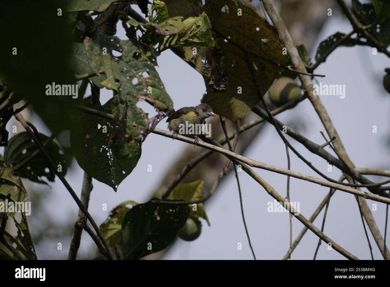 Flame-rumped Tanager (Ramphocelus flammigerus Stock Photo - Alamy