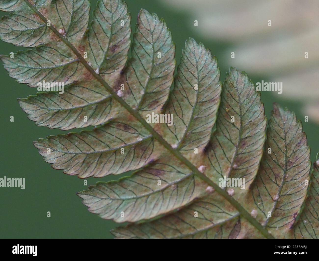 Spiny Tree Fern (Alsophila spinulosa Stock Photo - Alamy