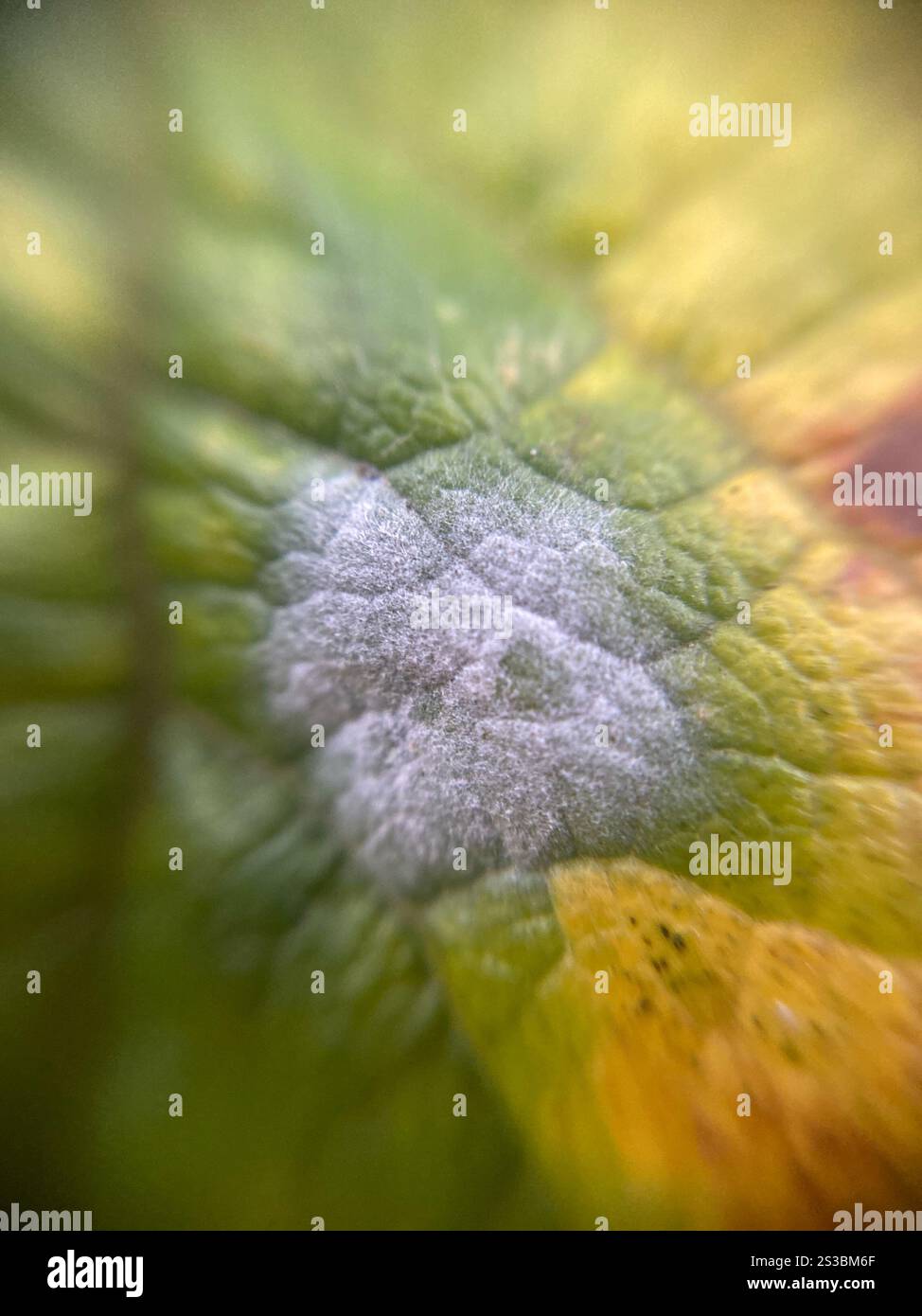 Erysiphe hi-res stock photography and images - Alamy