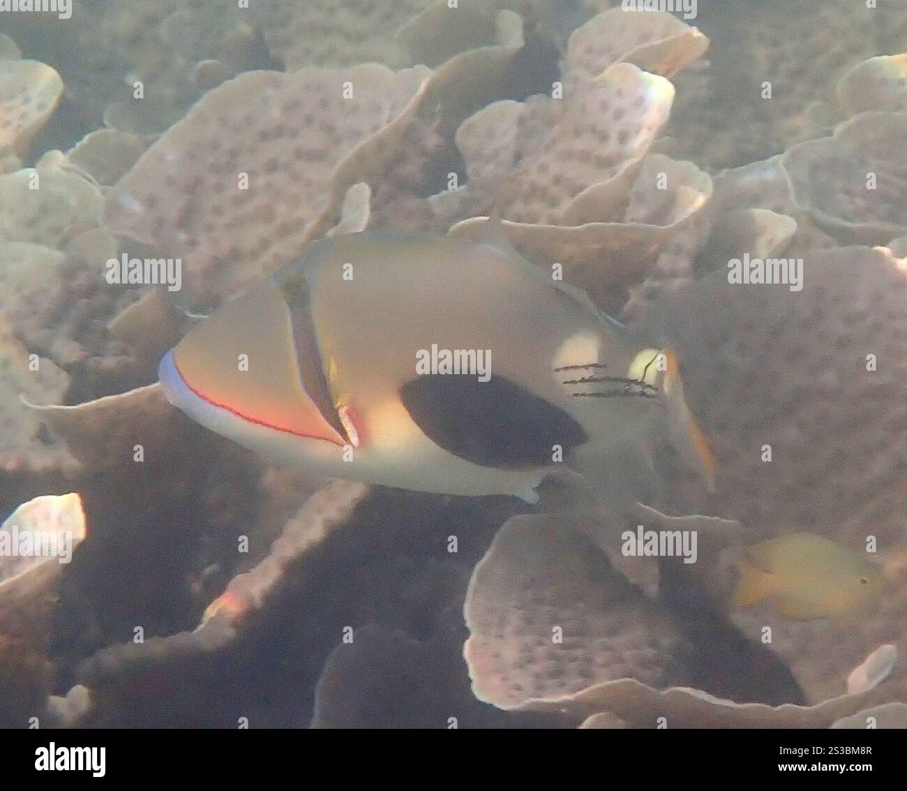 Blackpatch Triggerfish (Rhinecanthus verrucosus Stock Photo - Alamy