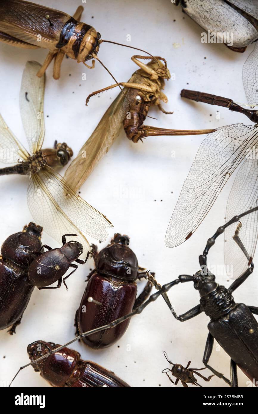Collection of dried dead insects pinned in a box. White background ...