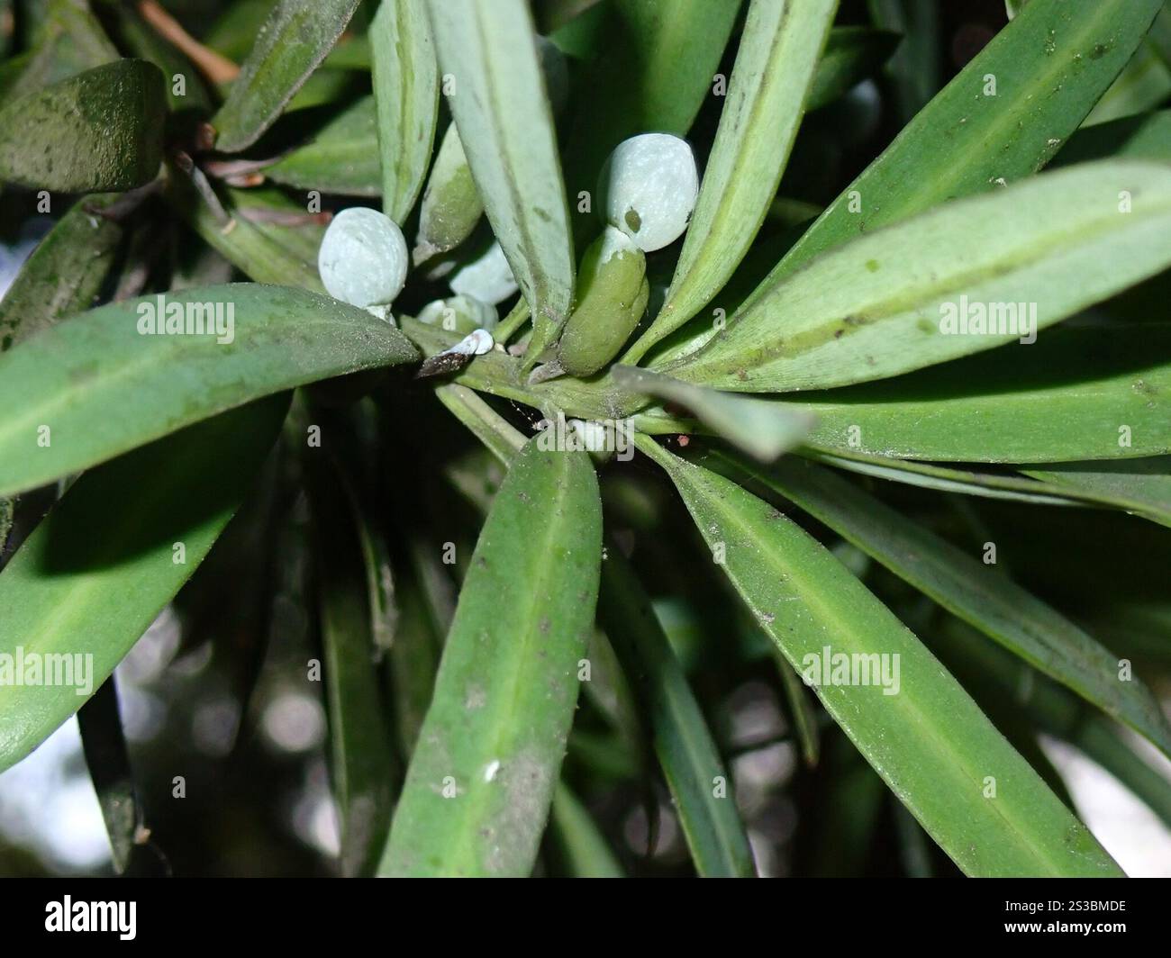 real yellowwood (Podocarpus latifolius Stock Photo - Alamy