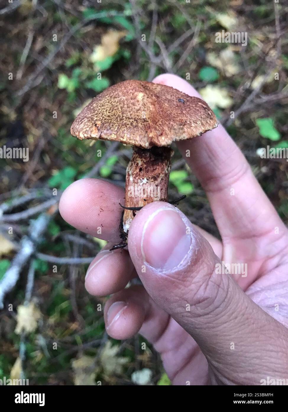 Western Painted Suillus (Suillus lakei Stock Photo - Alamy